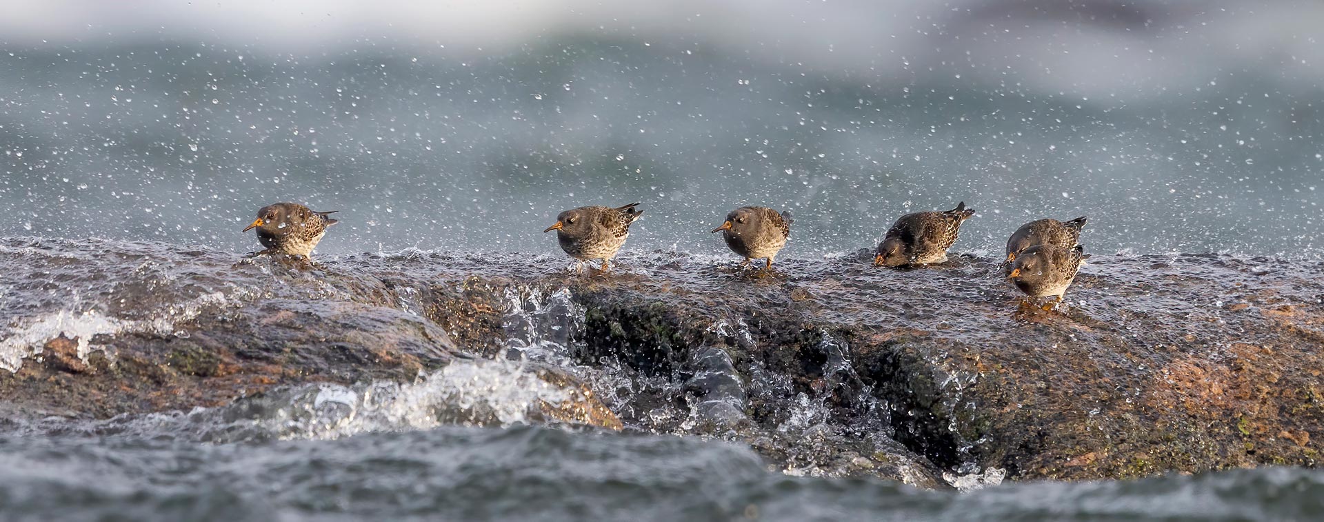 Birds CV - Jorma Tenovuo